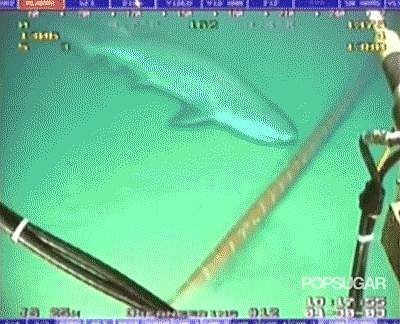 Google Cable Shark Attack | POPSUGAR Tech